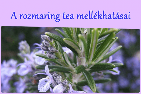 A rozmaring tea mellékhatásai - 6 szempontra figyelj - Sylvian ...